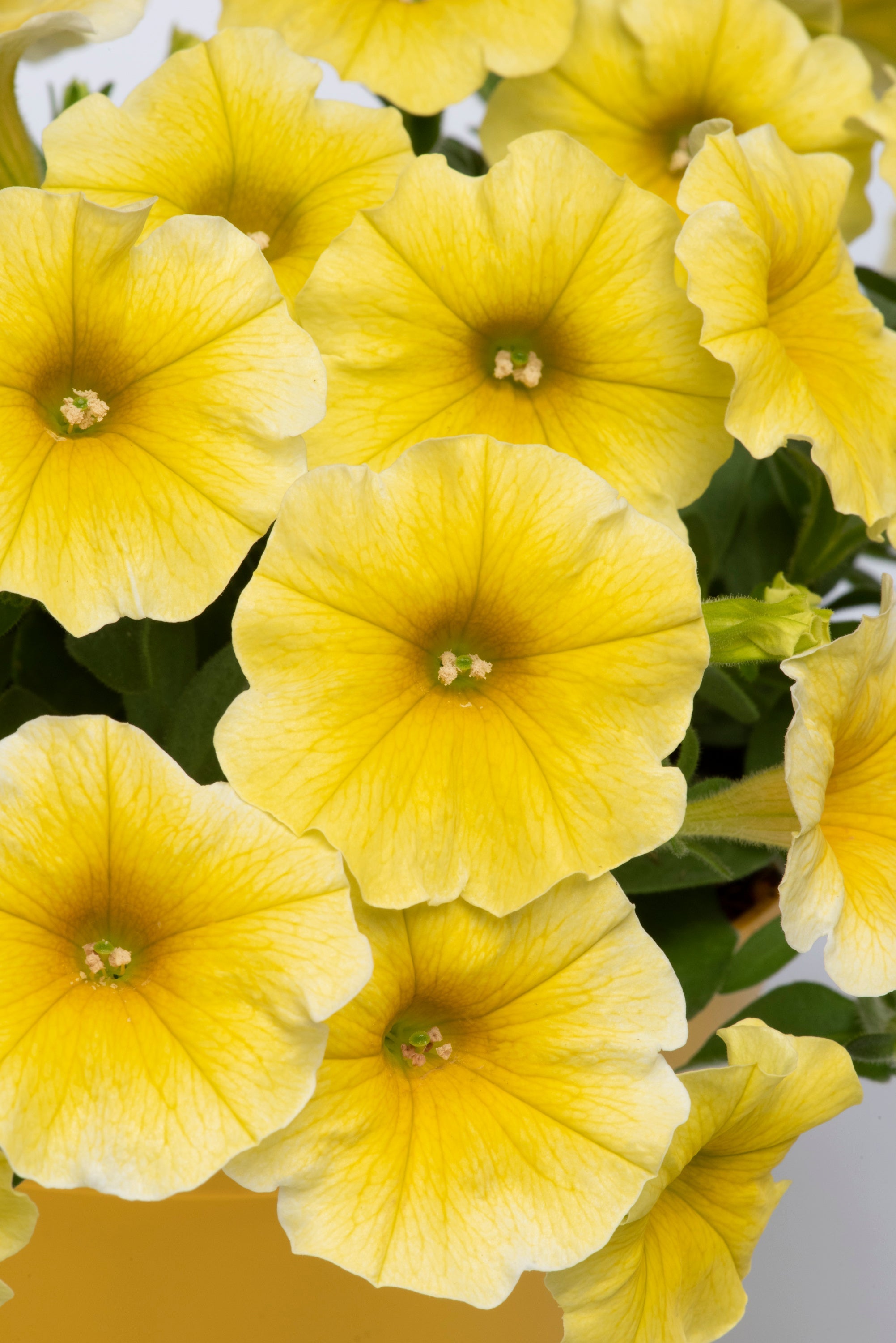 Bright Blooms & Crisp Harvests: Why Petchoa Caliburst Yellow Belongs i ...