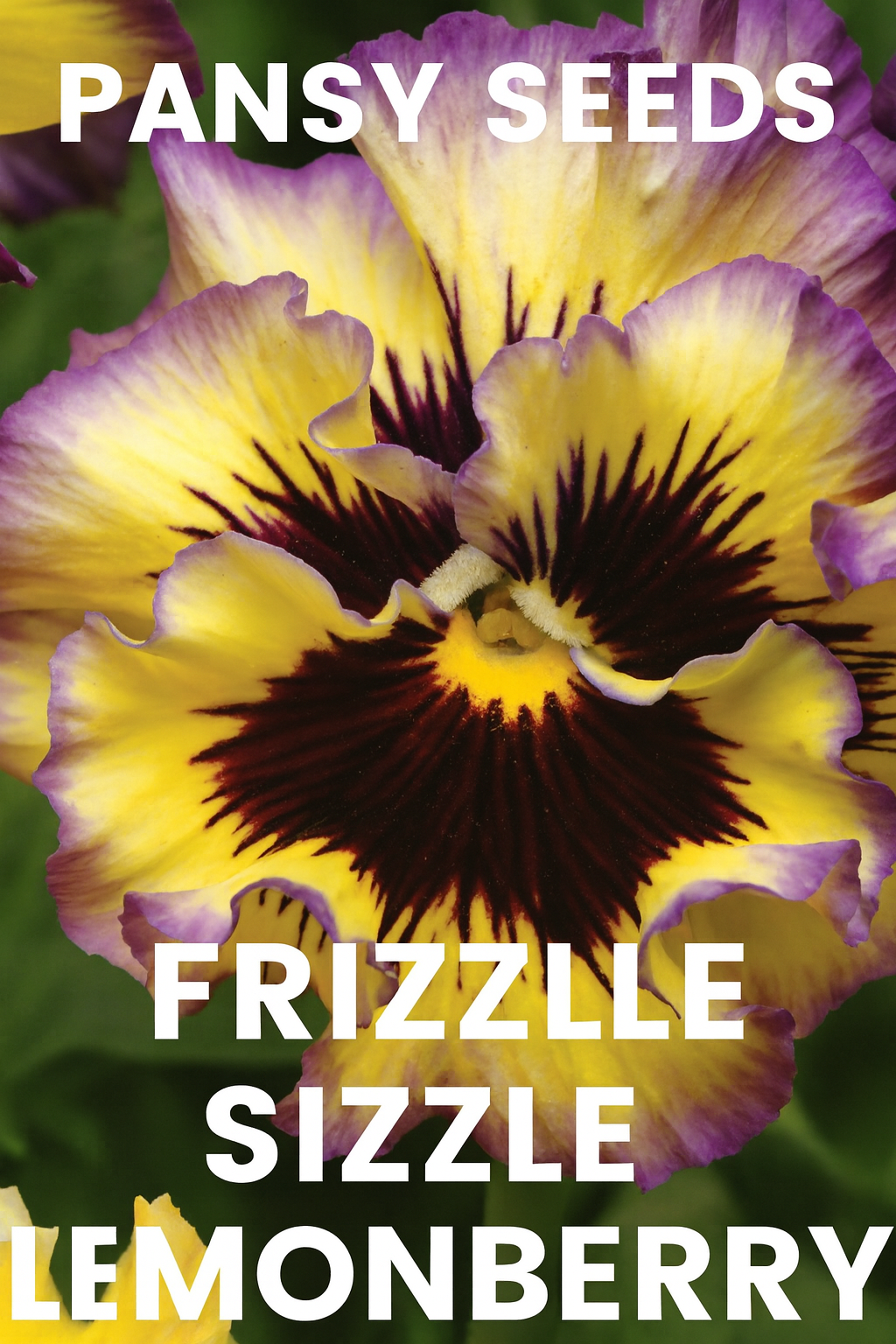 Pansy Seeds Frizzle Sizzle Lemonberry – Grow Ruffled Multicolor Pansies ...