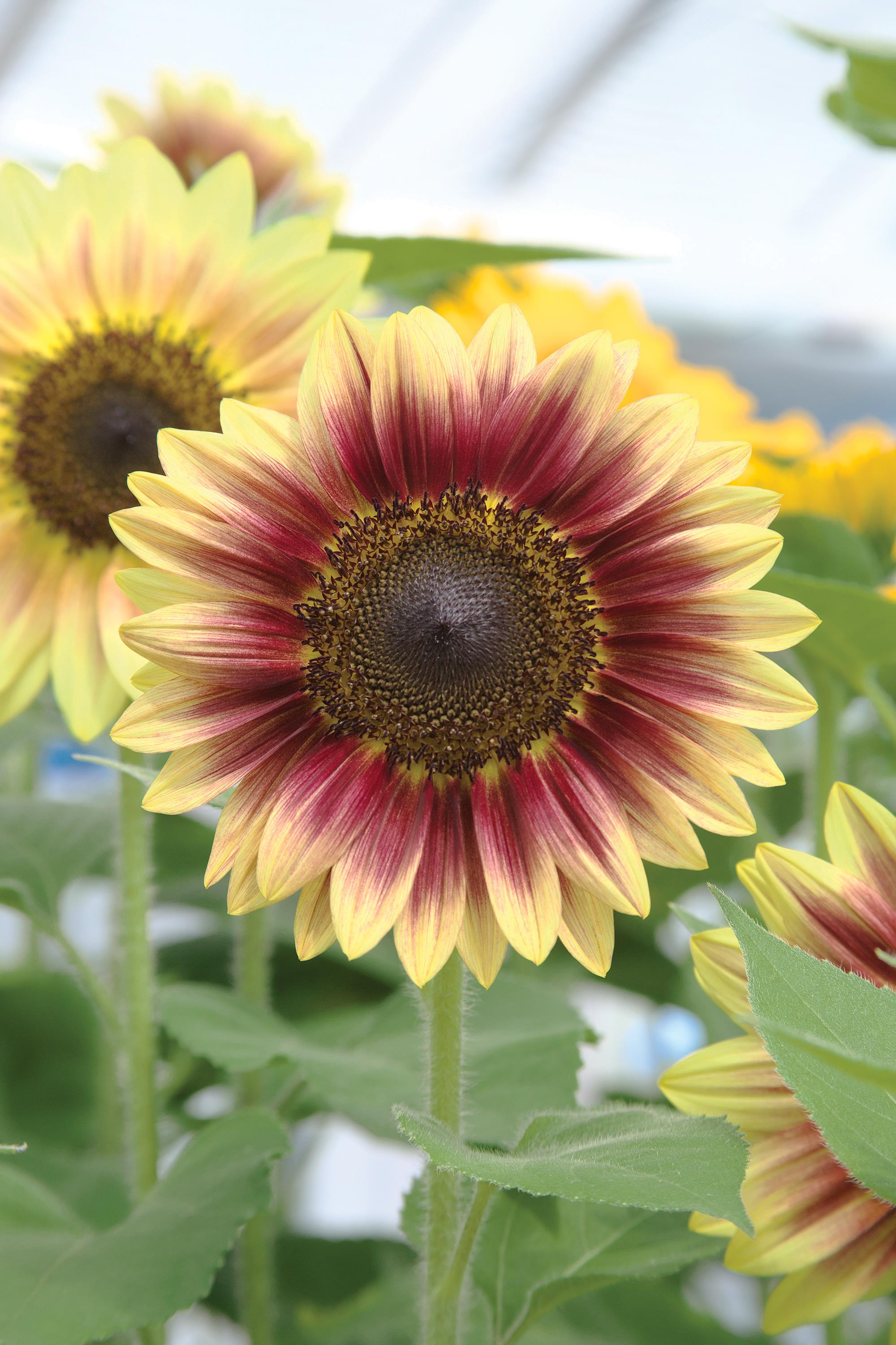 How to Grow a Pollinator Paradise with Bulk Flower Seeds – Buy Bulk Seeds