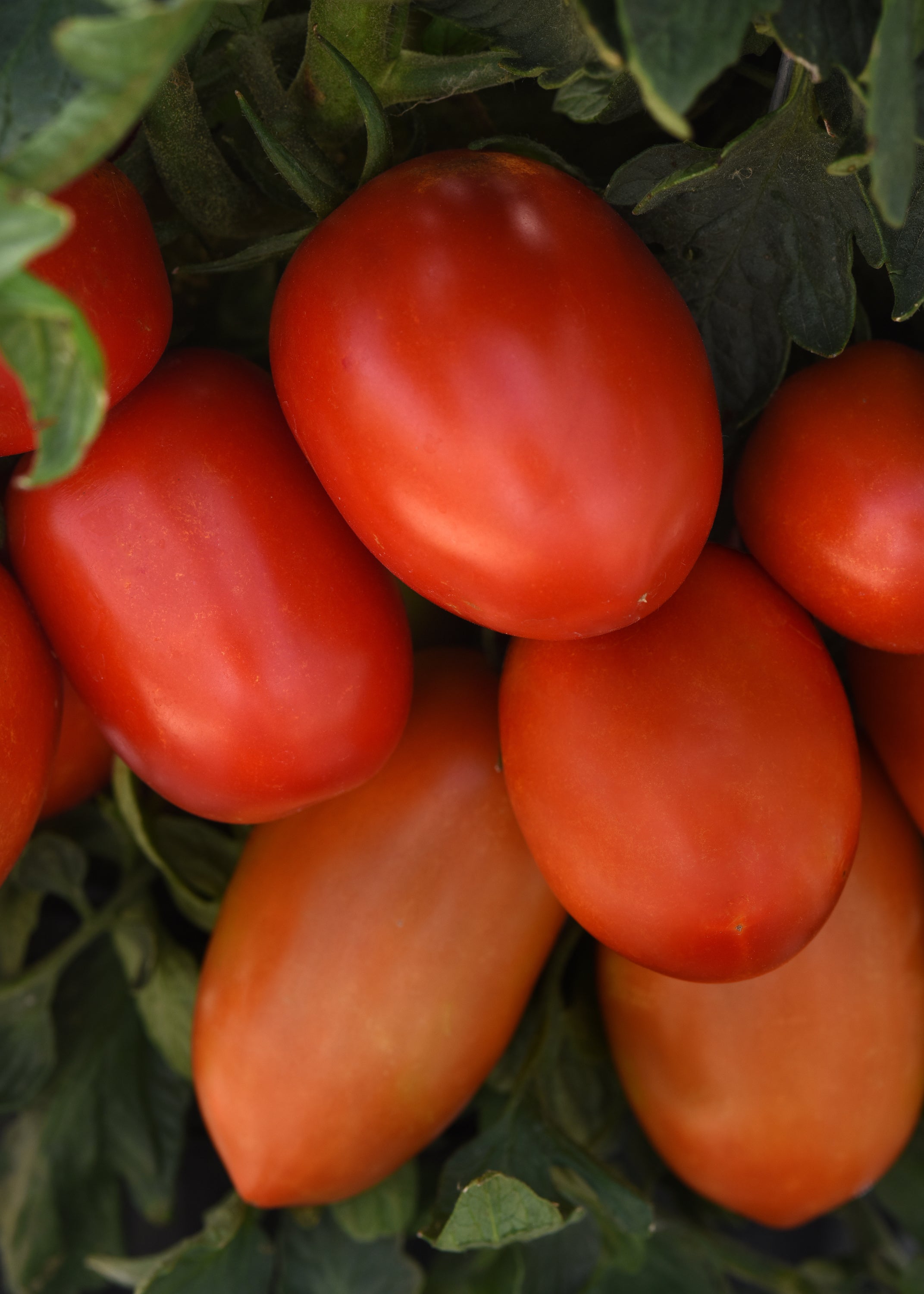 Grow Big, Harvest Bigger: Why Bulk Tomato Seeds Are a Smart Choice ...
