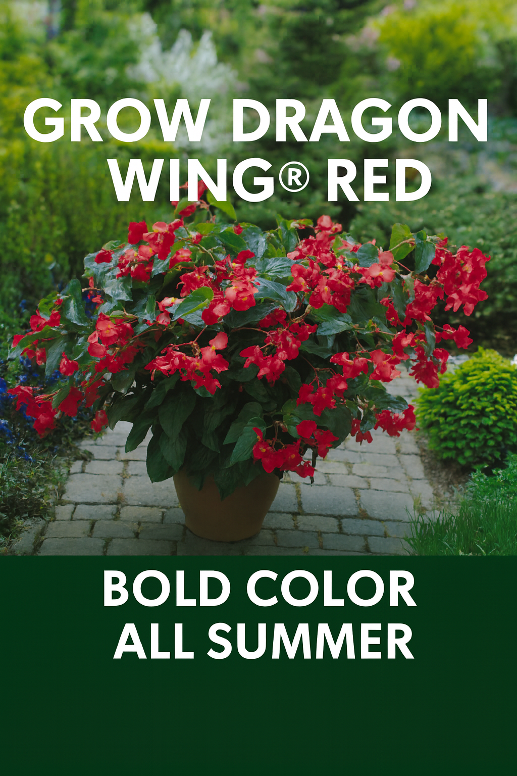 Begonia Seeds Dragon Wing® Red | Vibrant Blooms for Baskets & Gardens ...