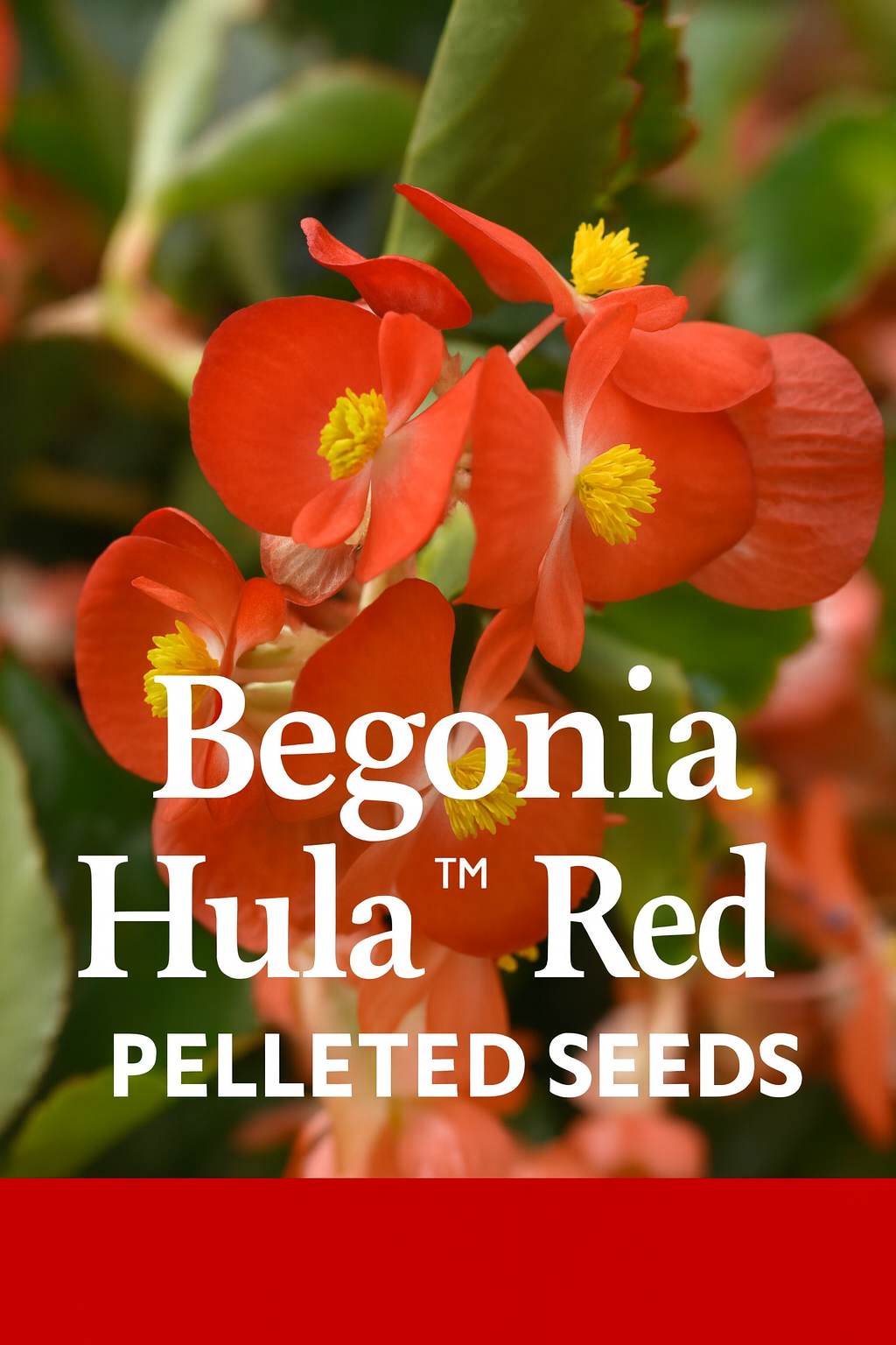 Fiery Shade Garden Beauty – Begonia Hula™ Red Pelleted Seeds in Bulk ...