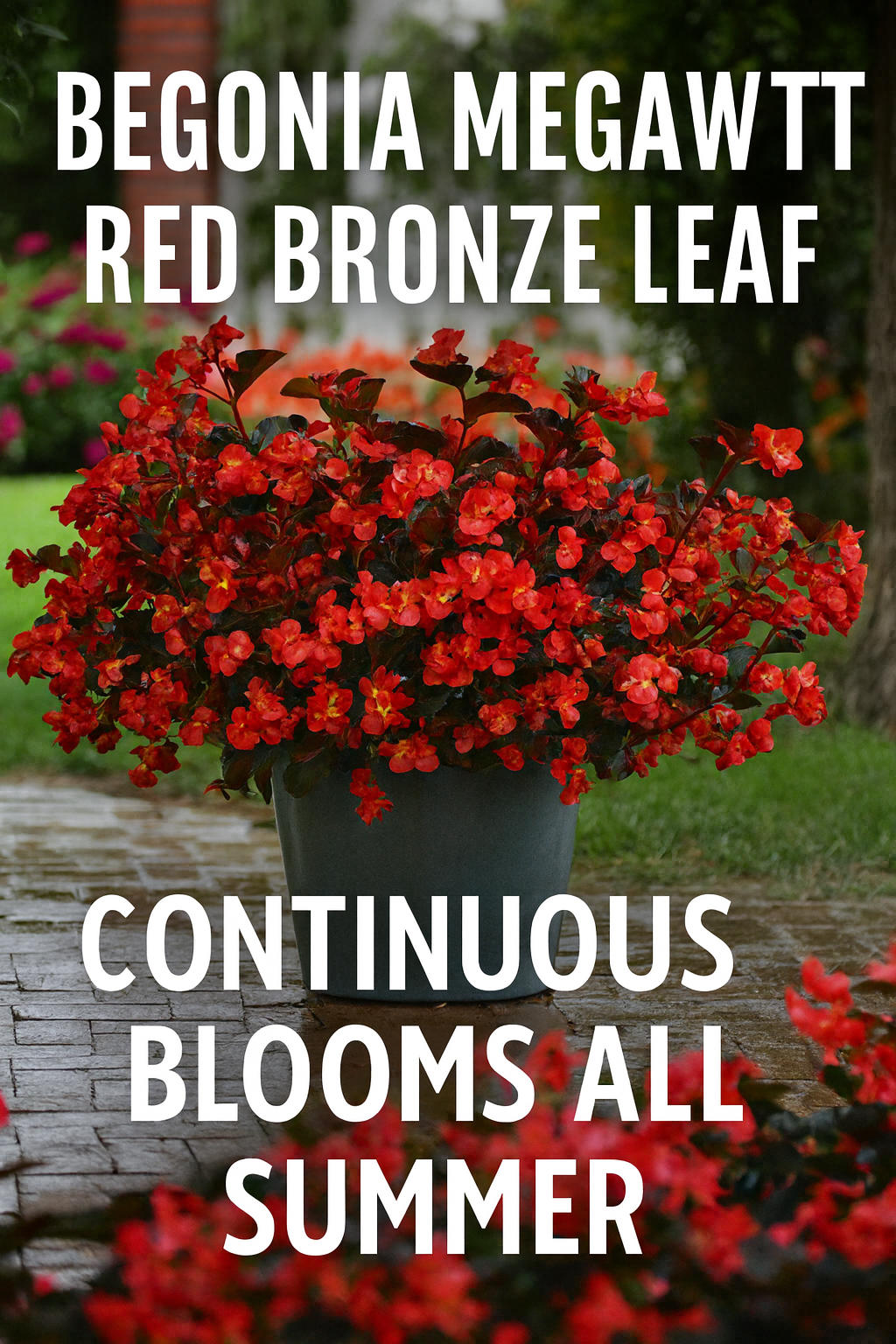 Begonia Megawatt™ Red Bronze Leaf Seeds | Buy Online at Trailing ...