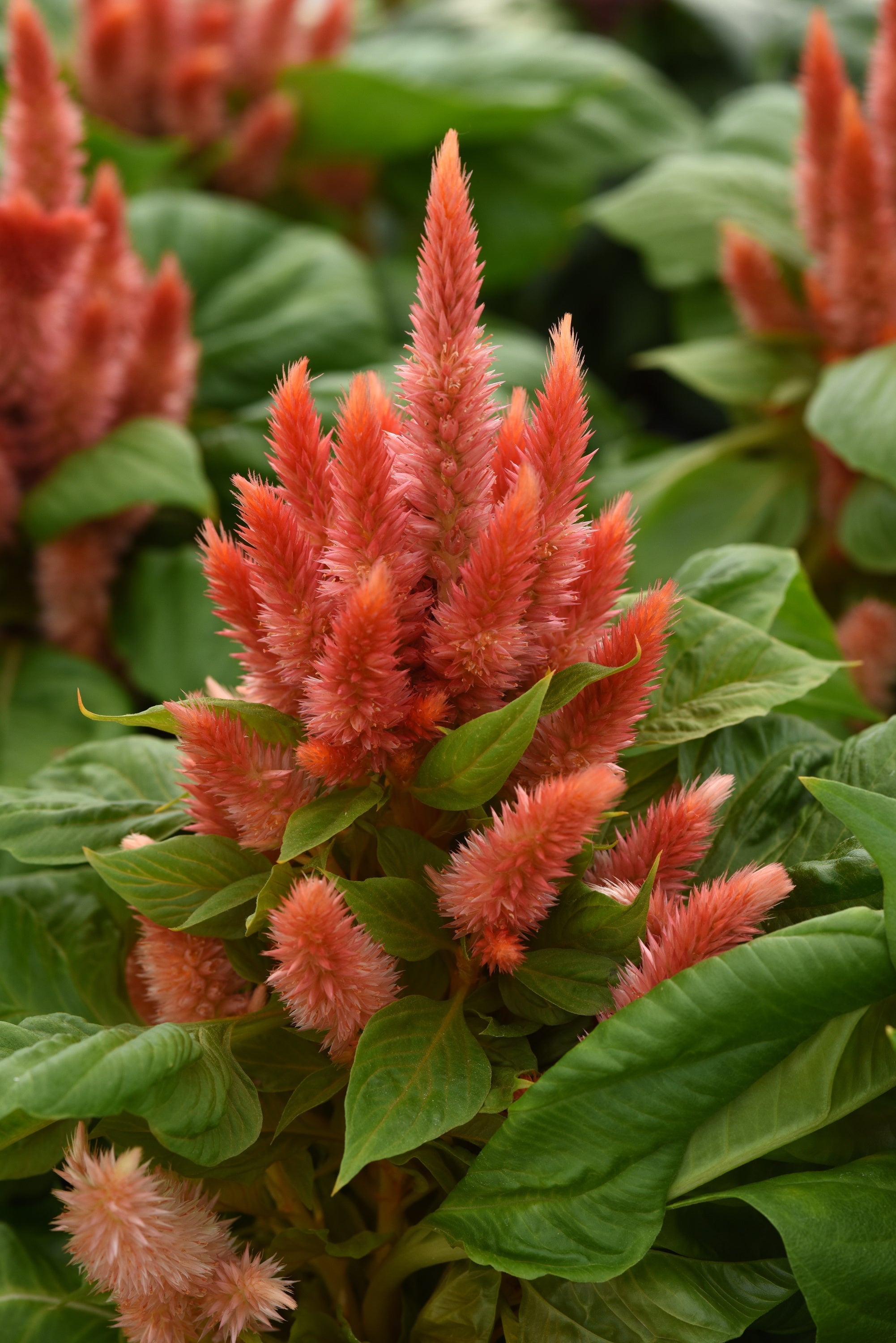 Celosia Kosmo Orange Bulk Flower Seeds – Vibrant Cut Flower Variety ...