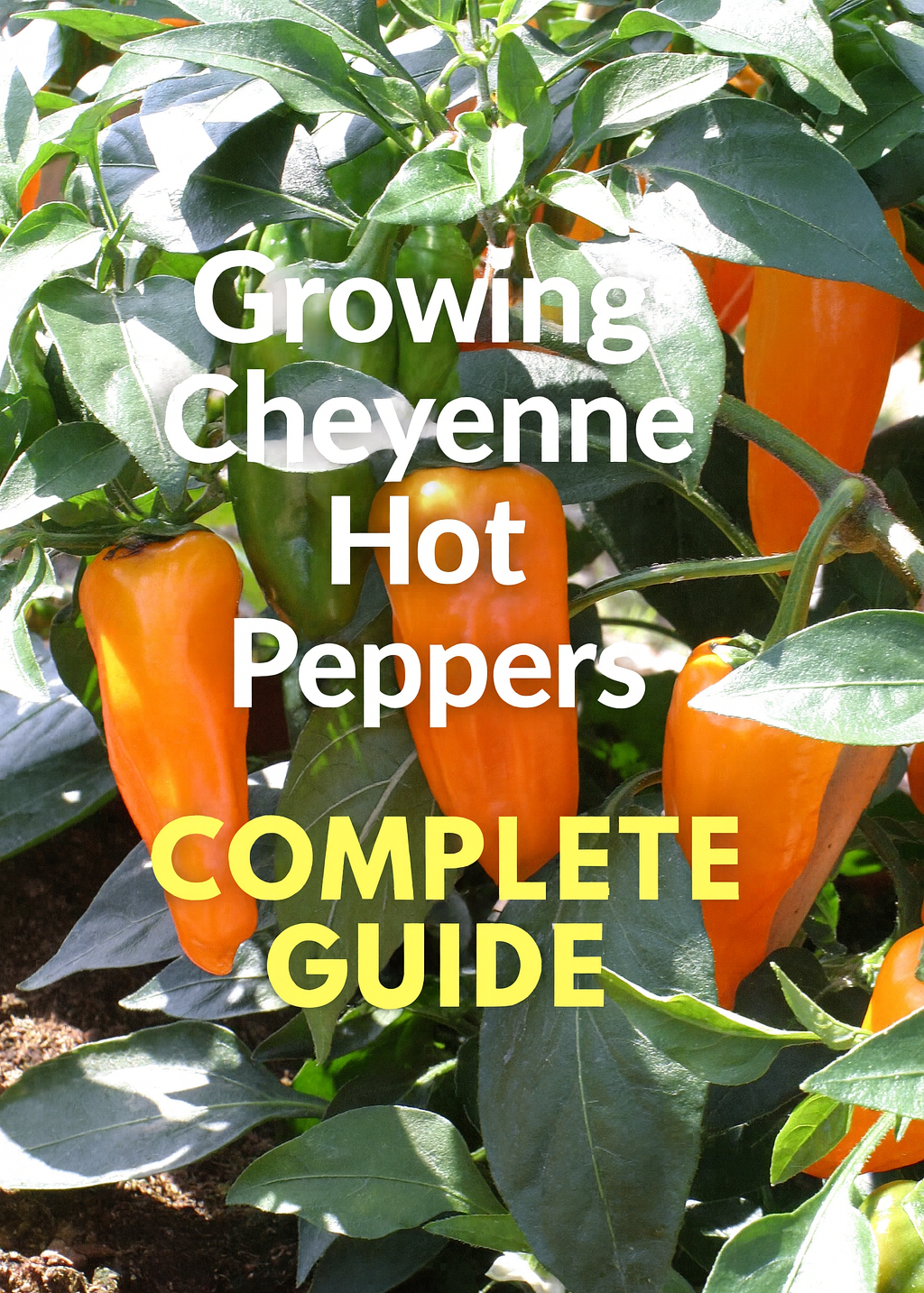 Cheyenne Hot Pepper Seeds | Compact, High-Yield Vegetable Seeds – Buy ...