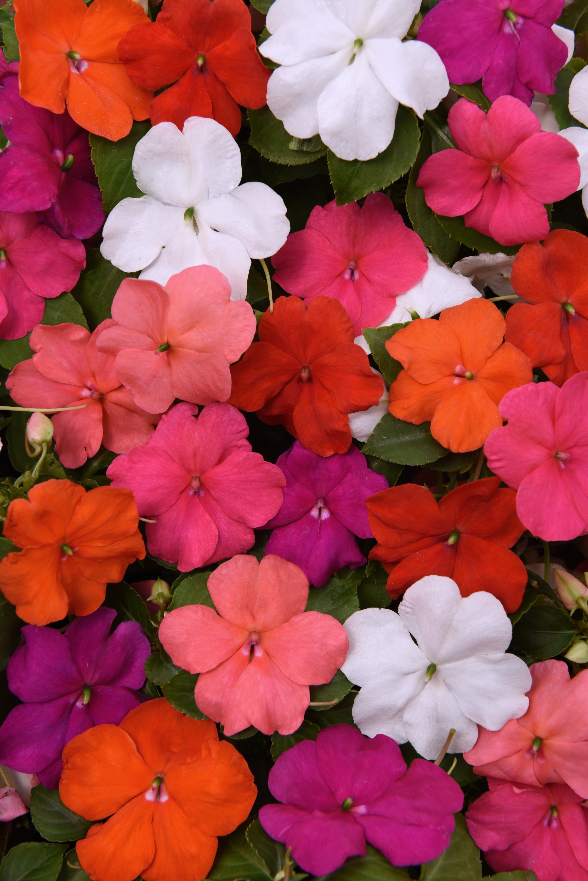 Brighten Every Shade Garden: Grow Impatiens Seeds Beacon® Formula Mix ...