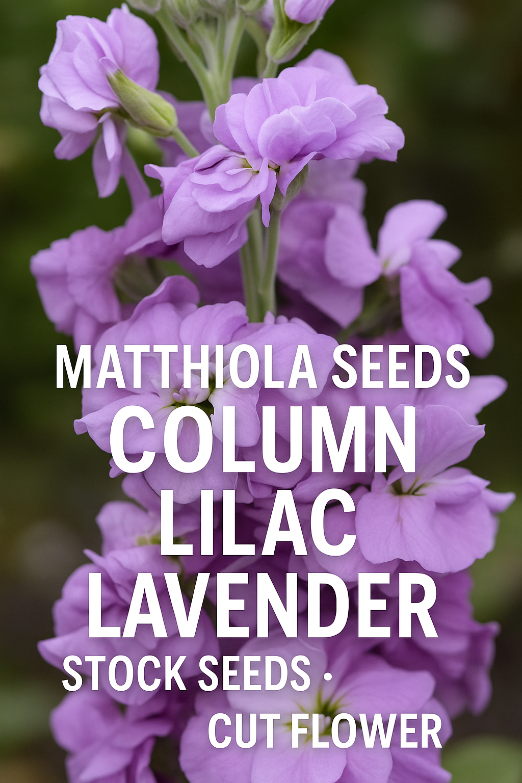 Matthiola Seeds ‘Column Lilac Lavender’ – Fragrant Stock Cut Flower ...