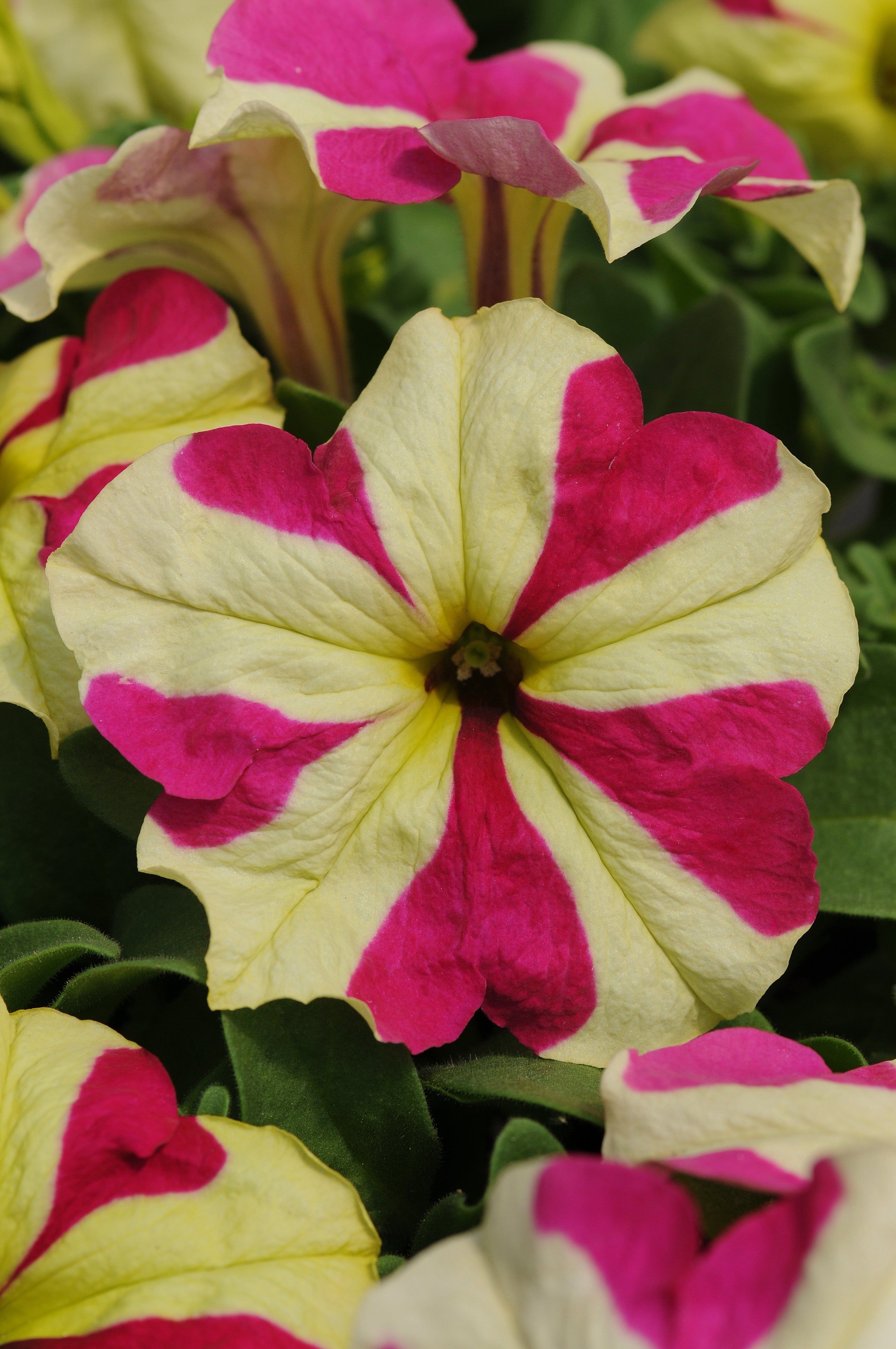Sophistica® Lime Bicolor Petunias – Bright, Stylish Blooms for Modern ...