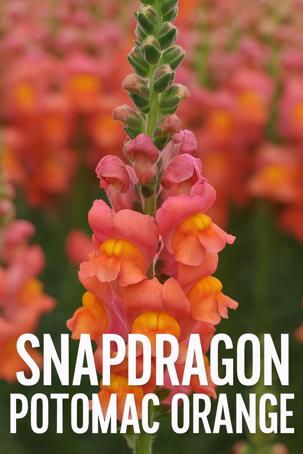 Snapdragon Potomac™ Dark Orange – Bold, Professional-Grade Blooms for ...