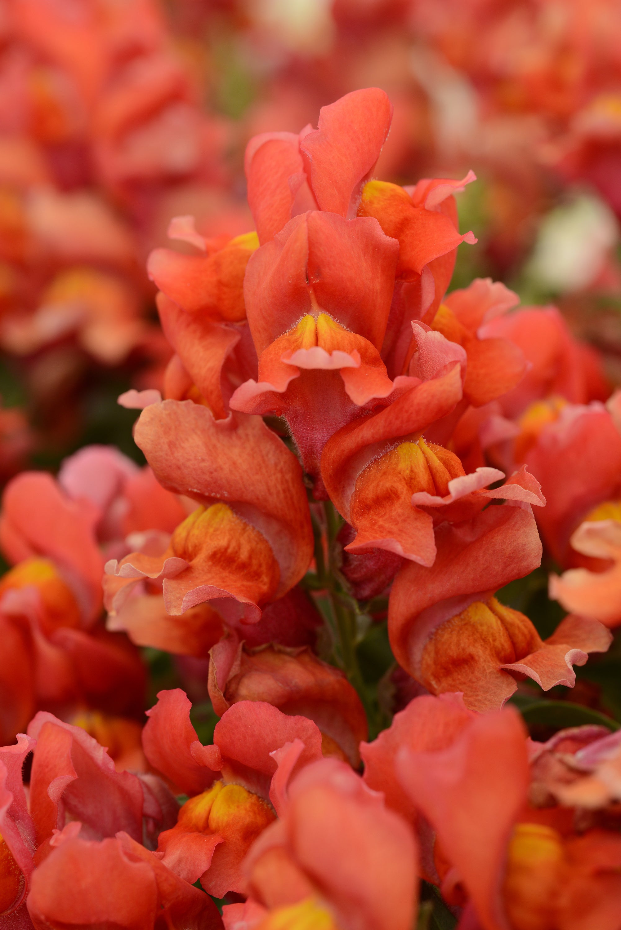 Brighten Your Beds with Snapdragon Snapshot™ Orange – Buy Bulk Seeds