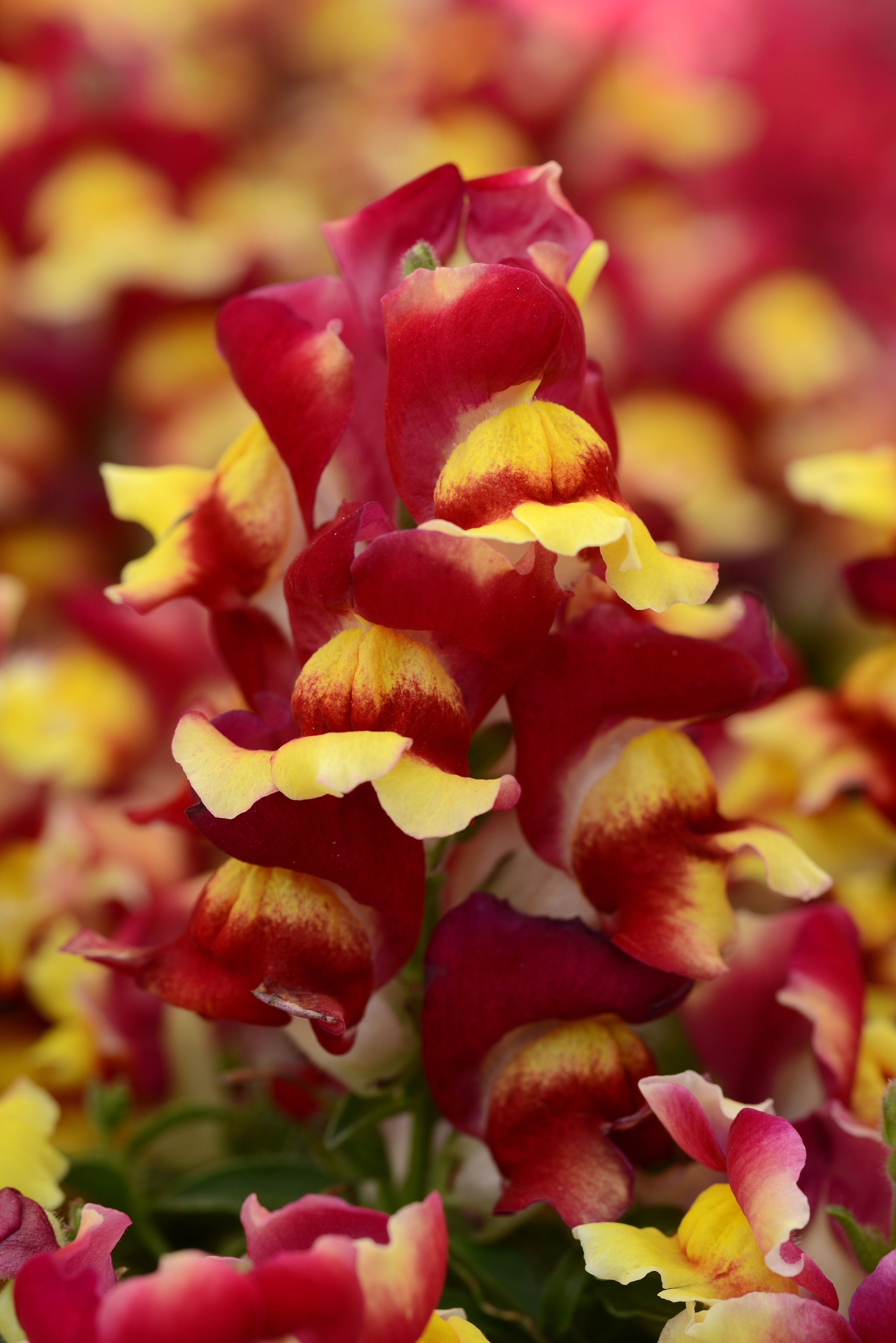 Bold and Beautiful: Snapdragon Snapshot™ Red Bicolor for Brilliant Blo ...
