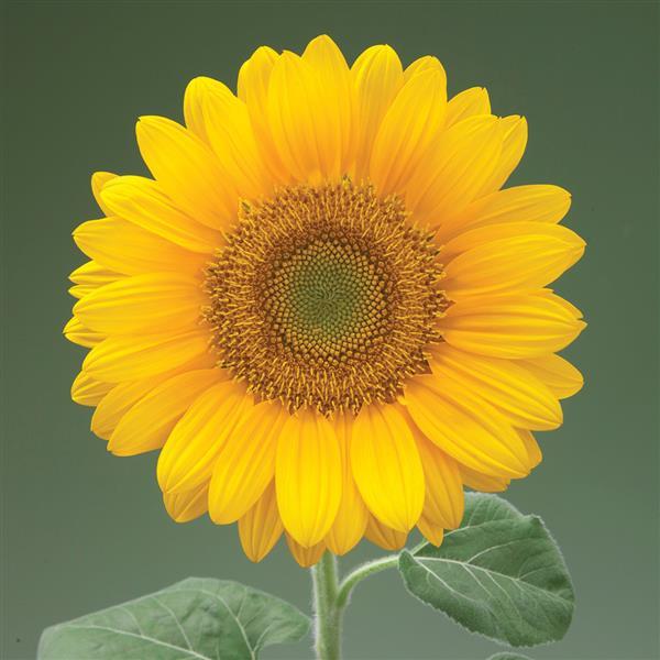 Sunrich Gold Sunflower Seeds – The Perfect Cut Flower Choice – Buy Bulk ...