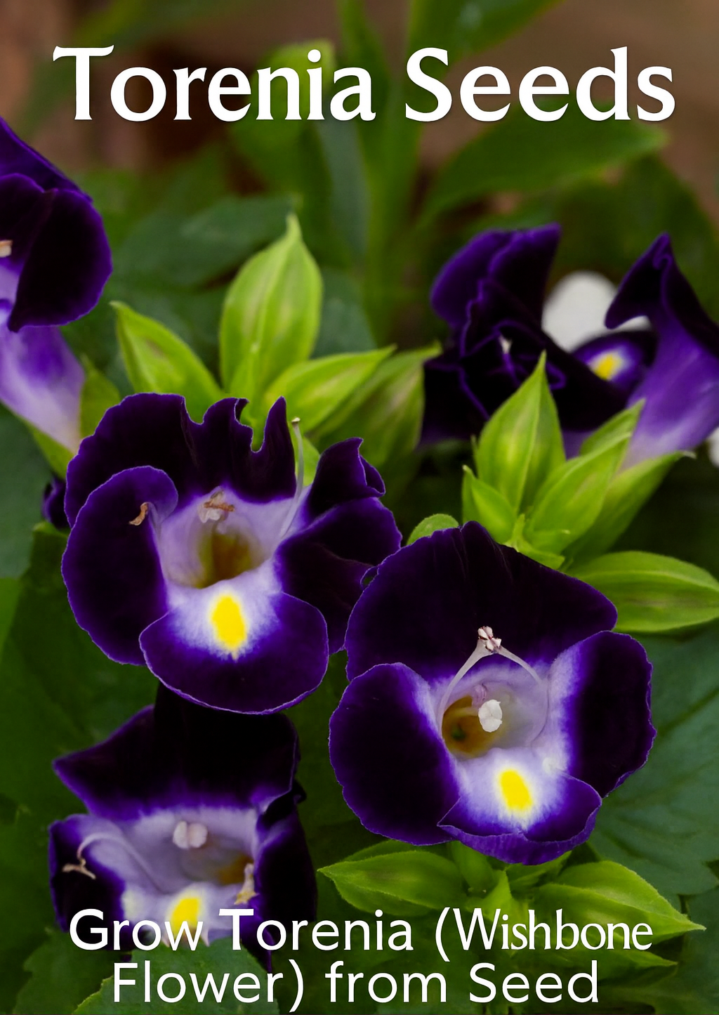 Torenia Hi-Lite Deep Blue Seeds – Wishbone Flower for Shade Gardens ...