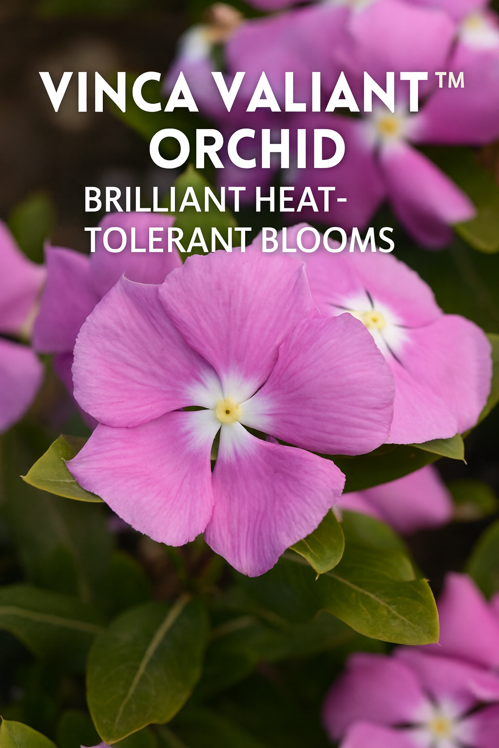 Vinca Valiant™ Orchid Seeds | Brilliant Heat-Tolerant Blooms – Buy Bulk ...