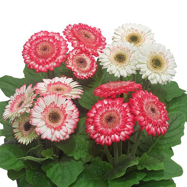 Gerbera Daisy Seeds for Sale | Gerbera Daisies Seeds | Buy Bulk Seeds ...