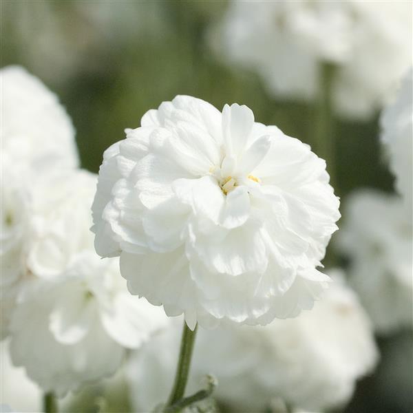 1,000 Pelleted Achillea Seeds Marshmallow Yarrow Seeds – Buy Bulk Seeds