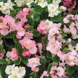 Begonia Seeds Begonia Encore IV Mix Pelleted Seeds – Buy Bulk Seeds