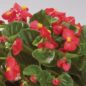 Begonia Seeds Begonia Encore IV Red Pelleted Seeds – Buy Bulk Seeds