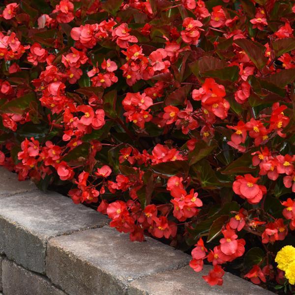 Begonia Seeds Begonia Megawatt™ Red Bronze Leaf Pelleted Seeds – Buy ...
