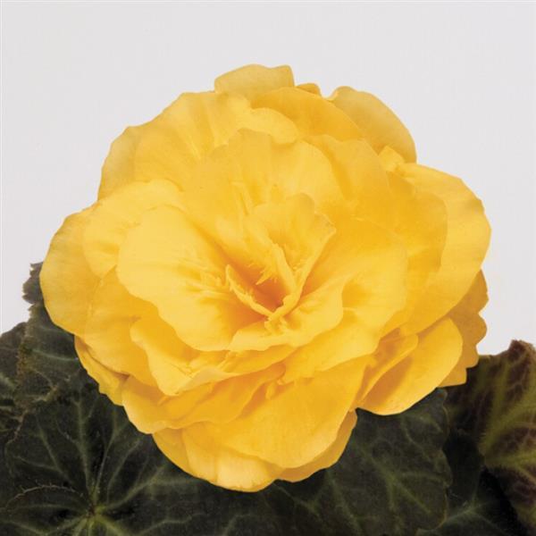 Tuberous Begonia Seeds Begonia Nonstop Mocca Yellow Pelleted Seeds ...