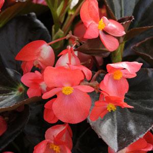 Begonia Seeds Begonia Whopper® Red Bronze Leaf Pelleted Seeds – Buy ...