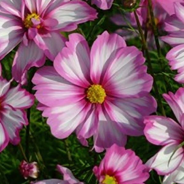 1,000 Cosmos Seeds Capriola Cut Flower Seeds – Buy Bulk Seeds
