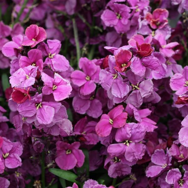 Erysimum Seeds Sugar Rush Purple Bicolor Wallflower Seeds – Buy Bulk Seeds