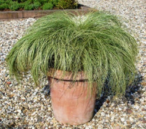 Grass Seeds Amazon Mist ColorGrass® Carex MPL Seeds – Buy Bulk Seeds
