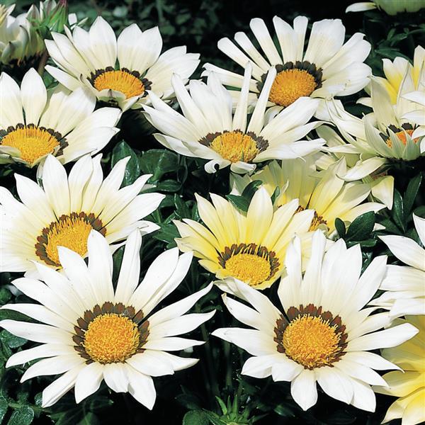 1,000 Gazania Seeds Kiss™ White Flower Seeds – Buy Bulk Seeds