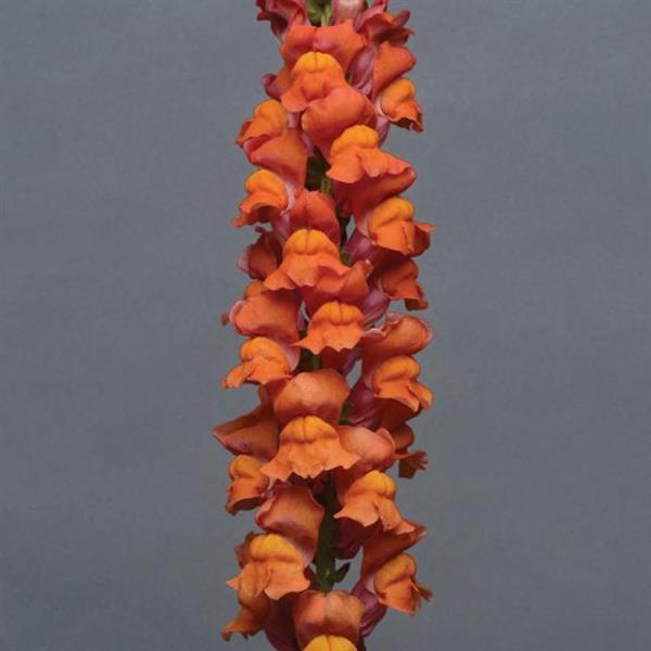 1,000 Pelleted Snapdragon Seeds Snapdragon Cool Orange Cut Flower – Buy ...