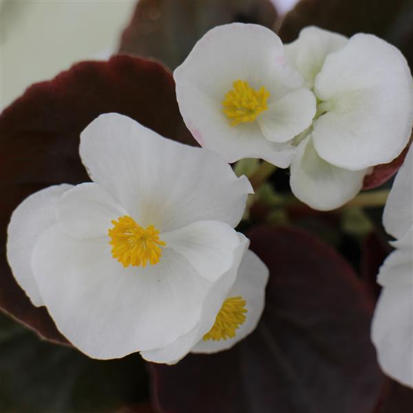 Begonia Seeds Begonia Senator IQ White Pelleted Seeds – Buy Bulk Seeds