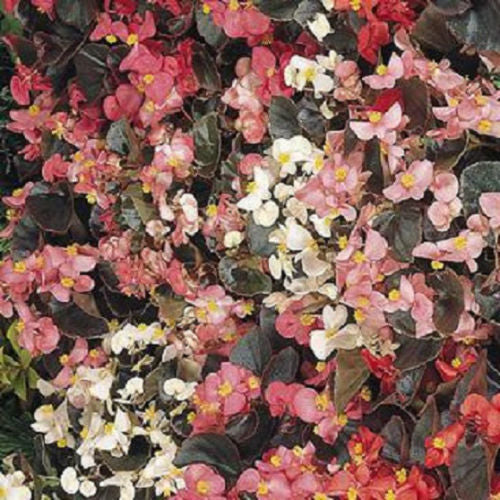 Begonia Seeds Begonia Cocktail Mix Pelleted Seeds – Buy Bulk Seeds