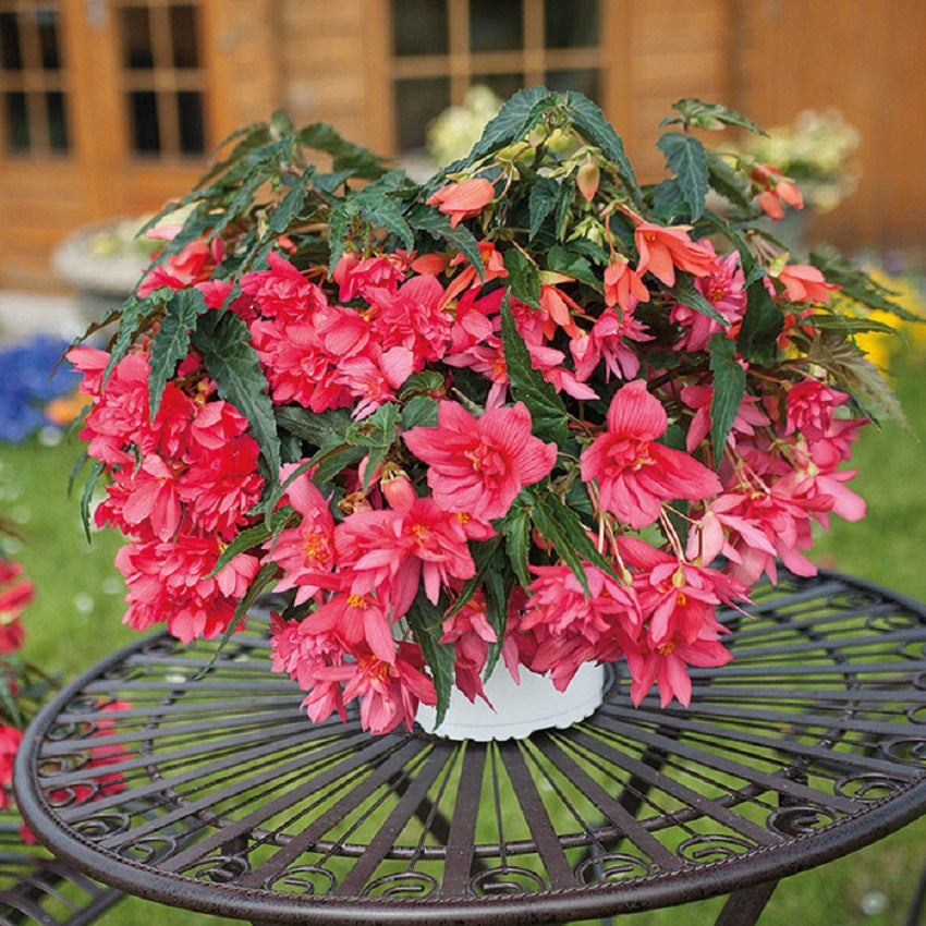 Begonia Seeds Begonia Funky Light Pink Pelleted Seeds – Buy Bulk Seeds