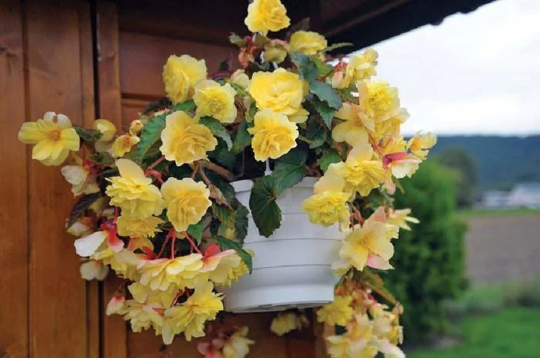 Tuberous Begonia Seeds Illumination Lemon Begonia Pelleted Seeds – Buy ...