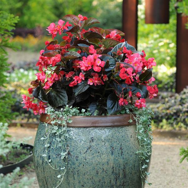 Bulk Begonia Seeds for Sale - Buy Hanging Begonia Seeds & Vibrant ...
