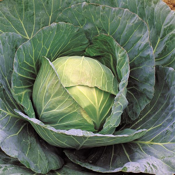 Perennial Vegetable Seeds 200+ Seeds, Cabbage - All Seasons, Vegetable ...