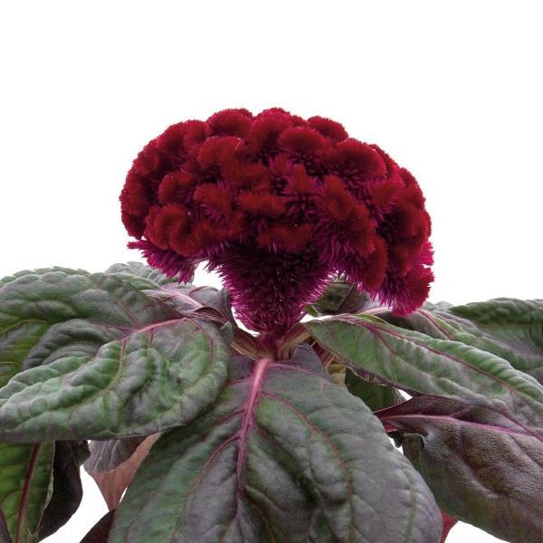 Celosia Seeds Celosia Brainiac Raven Red Flower – Buy Bulk Seeds
