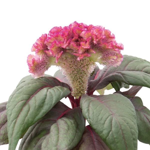 Celosia Seeds Celosia Brainiac Think Pink Flower – Buy Bulk Seeds