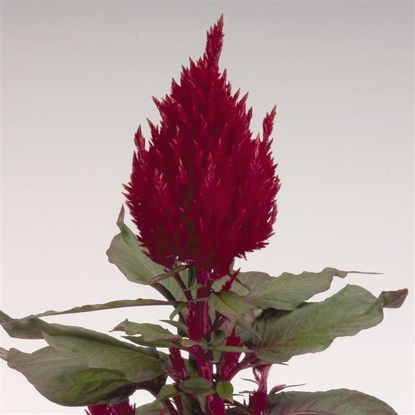 Celosia Seeds for Sale | Celosia Flower Seeds | Trailing Petunia Bulk ...