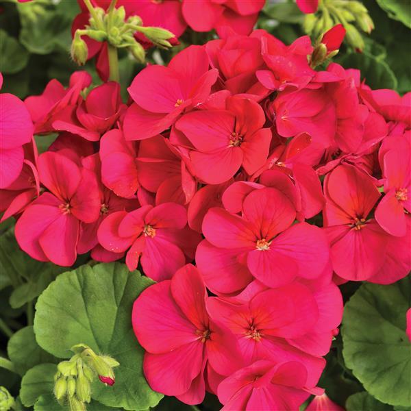 Geranium Seeds Multibloom Violet Flower Seeds – Buy Bulk Seeds