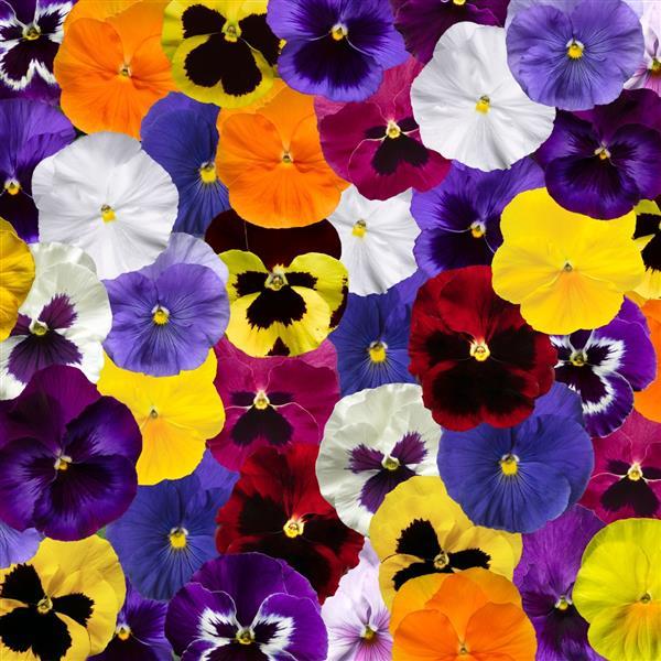 Pansy Seeds Pansy Delta Pro All Colors Mix 1,000 Seeds – Buy Bulk Seeds