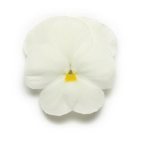 Pansy Seeds Pansies Panola® XP White 1,000 Seeds – Buy Bulk Seeds