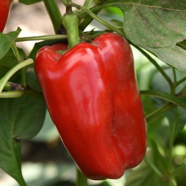 1,000 Sweet Red Pepper Seeds Jungle Parrot Vegetable Seeds – Buy Bulk Seeds
