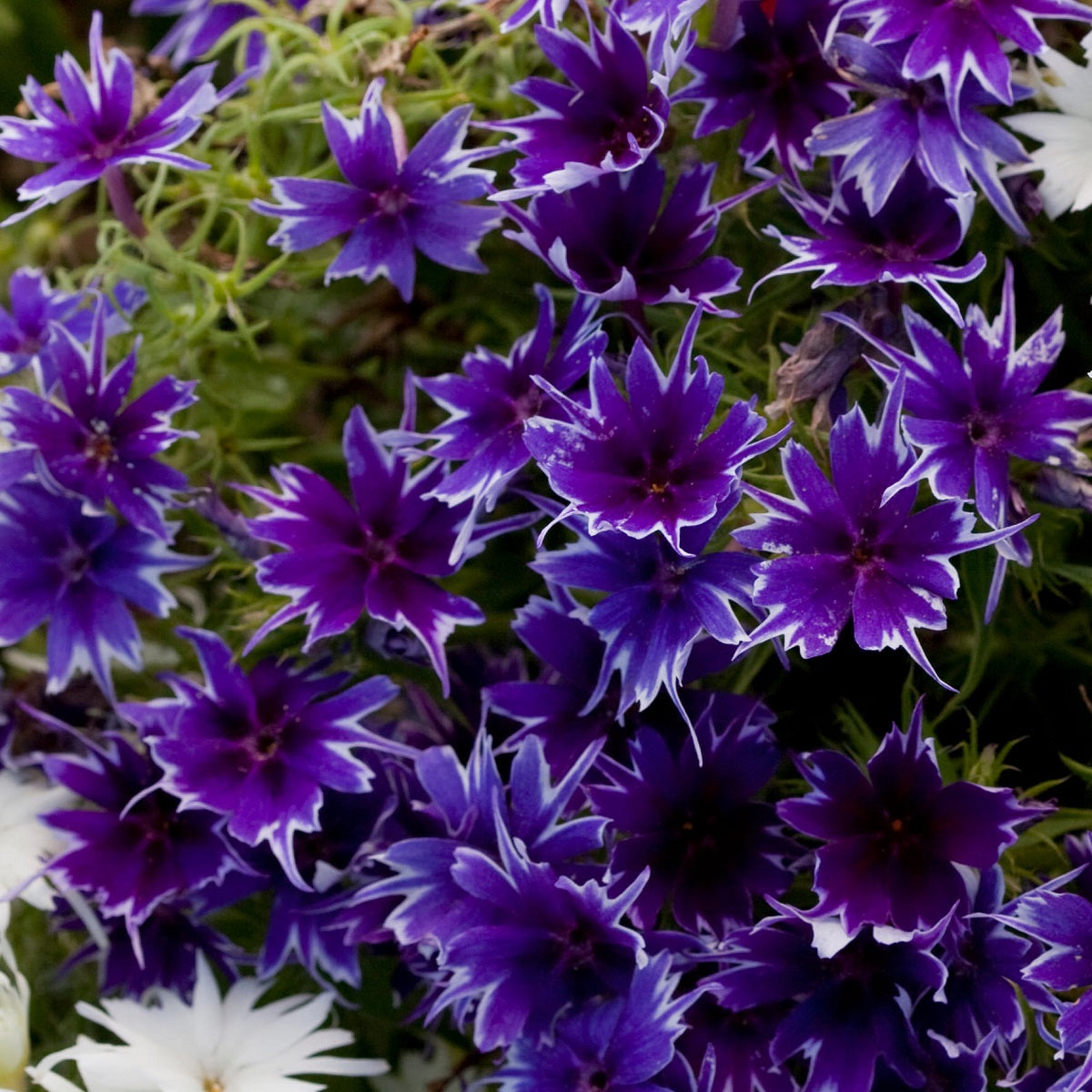 Popstar Phlox Deep Blue Seeds | Star-Shaped Blooms for Containers – Buy ...