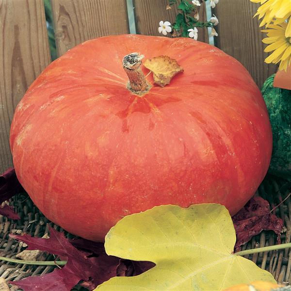 Pumpkin Seeds Cinderella’s Carriage Vegetable Seeds – Buy Bulk Seeds