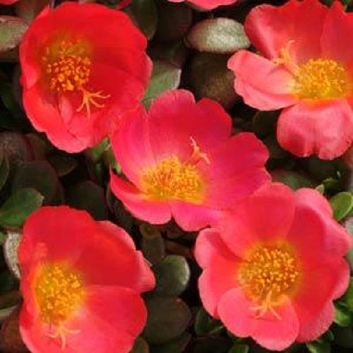 Purslane Seeds Toucan Scarlet Shades Portulaca Seeds 1,000 Seeds – Buy ...