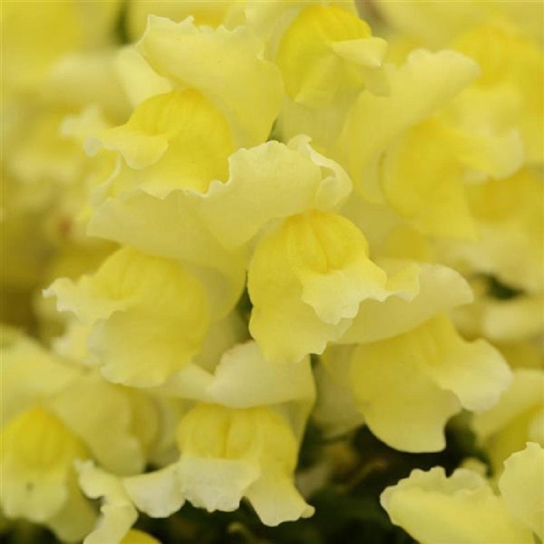 1,000 Snapdragon Seeds Snapdragon Snapshot™ Yellow Pelleted Seeds – Buy ...