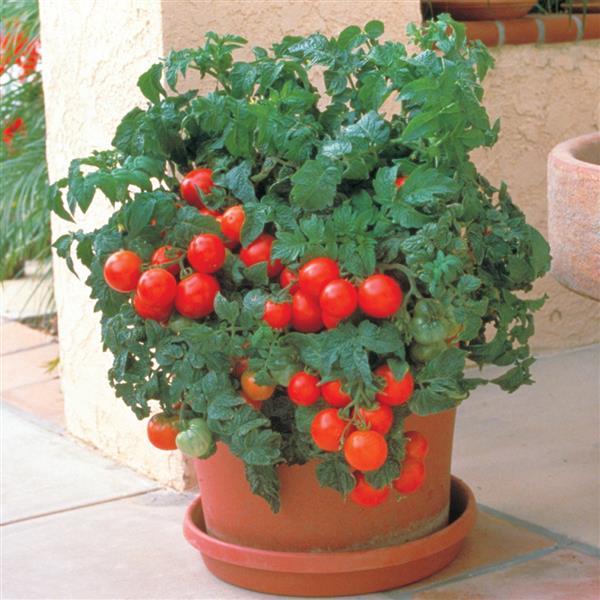 Tomato Seeds Patio F1 Hybrid Slicing Tomato – Buy Bulk Seeds