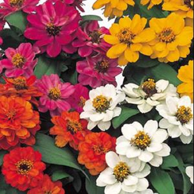 Zinnia Seeds Zinnia Profusion Double Mix – Buy Bulk Seeds